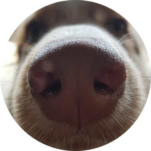 Détection / Nosework – Animappy