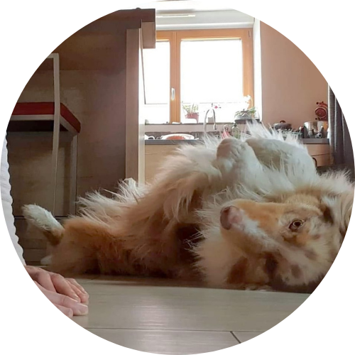 Médical training et soins coopératifs – Animappy